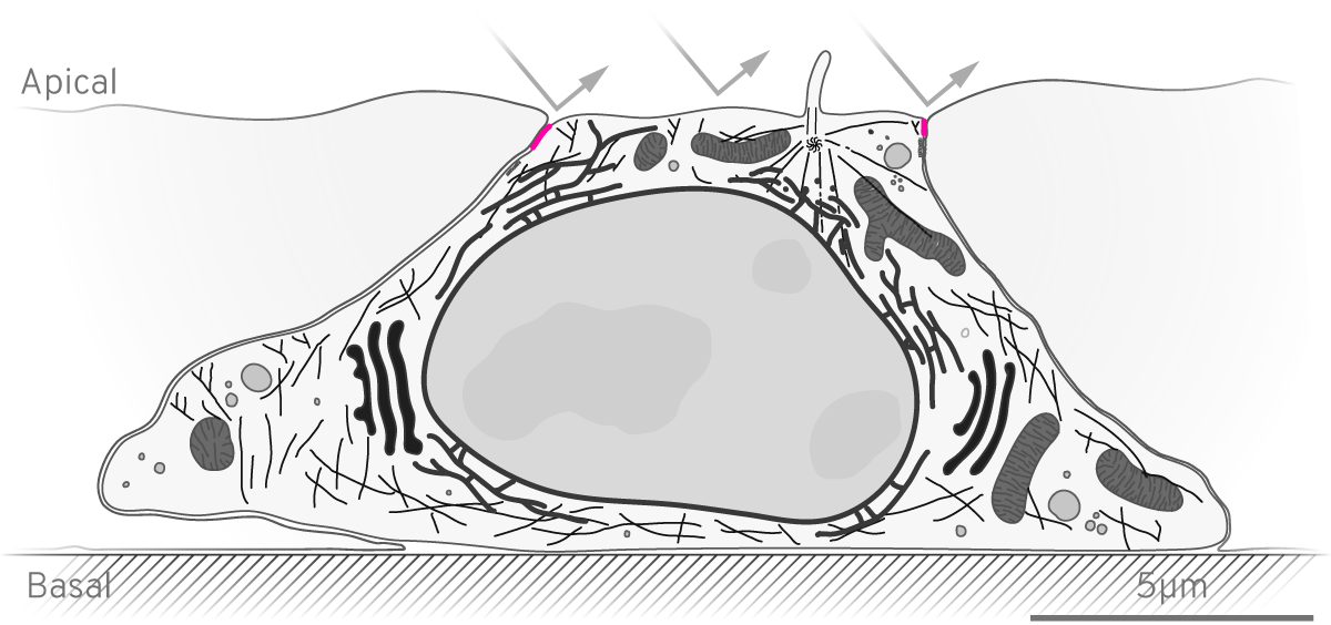 Integrated Mitotic Stem Cell